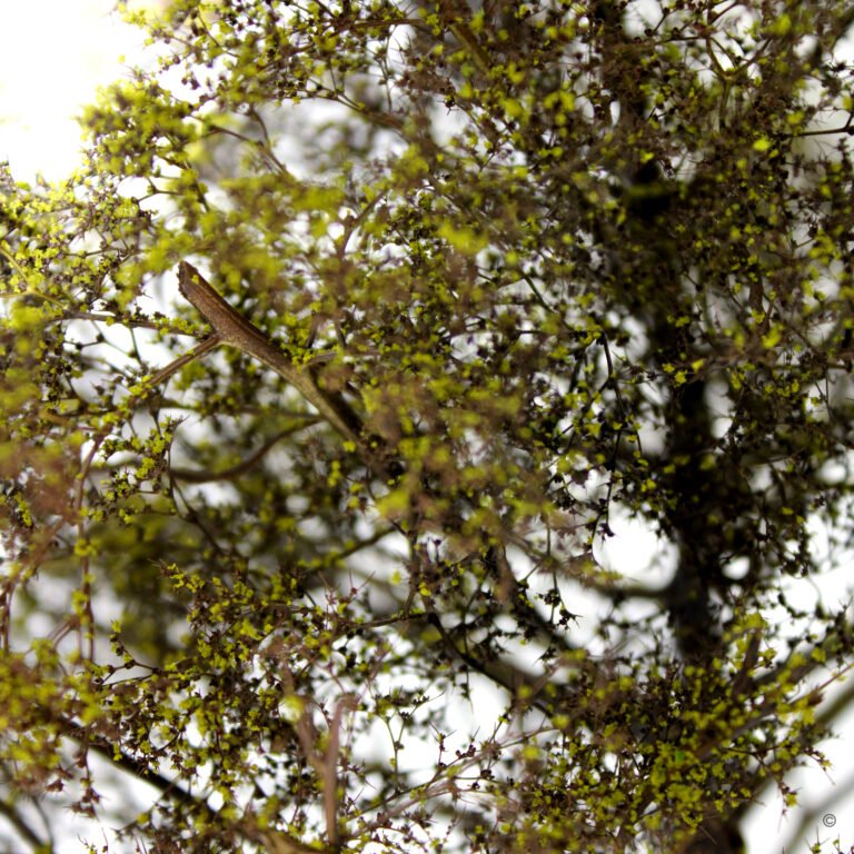 Handcrafted Realistic Model Trees | for Model Rail, Dioramas and Scale ...