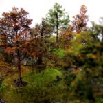 Handcrafted Realistic Model Trees | for Model Rail, Dioramas and Scale ...